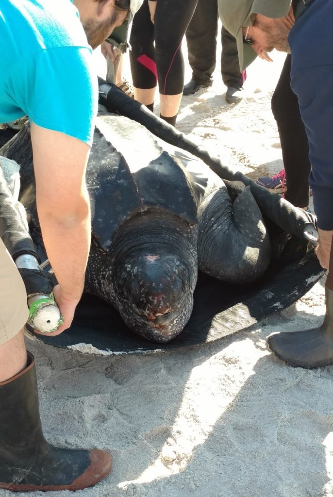 Florida turtle rescue big deal for Muskokan – MuskokaTODAY.com