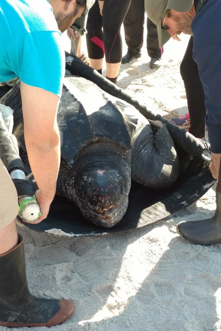 Florida turtle rescue big deal for Muskokan – MuskokaTODAY.com