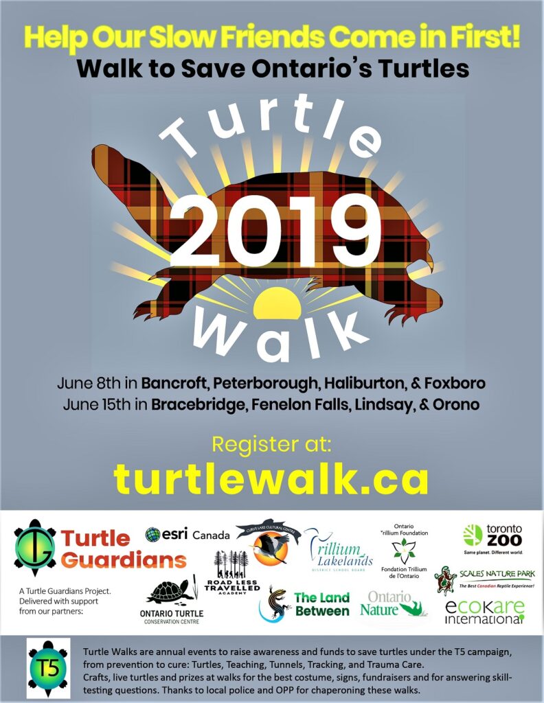 TARTAN TURTLE WALK IN BRACEBRIDGE ON JUNE 15 – MuskokaTODAY.com